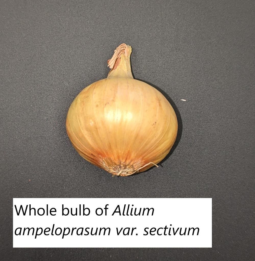 Solved Photos of a whole and dissected corm (taro) and | Chegg.com