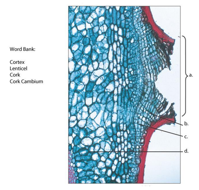 Solved Biology Question: Identify a through d of a close up | Chegg.com