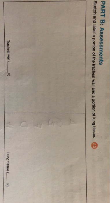 Solved PART B: Assessments Sketch and label a portion of the | Chegg.com Solved PART B: Assessments Sketch and label a portion of the | Chegg.com