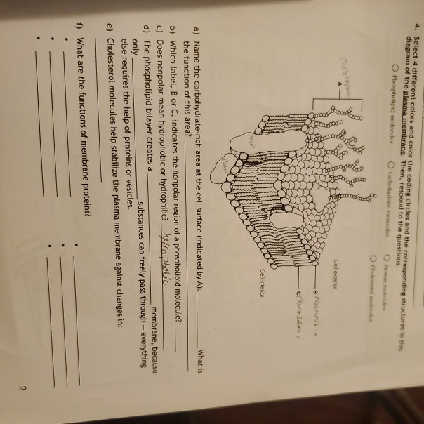 Solved 4. Select 4 different colors and color the coding | Chegg.com