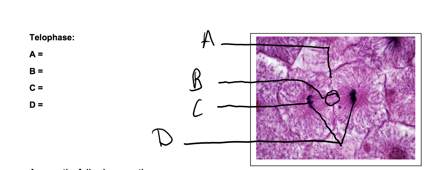 Solved Label the following structures (when applicable) in | Chegg.com