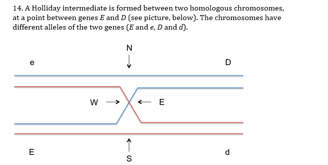 Solved 1414. A Holliday intermediate is formed between two | Chegg.com
