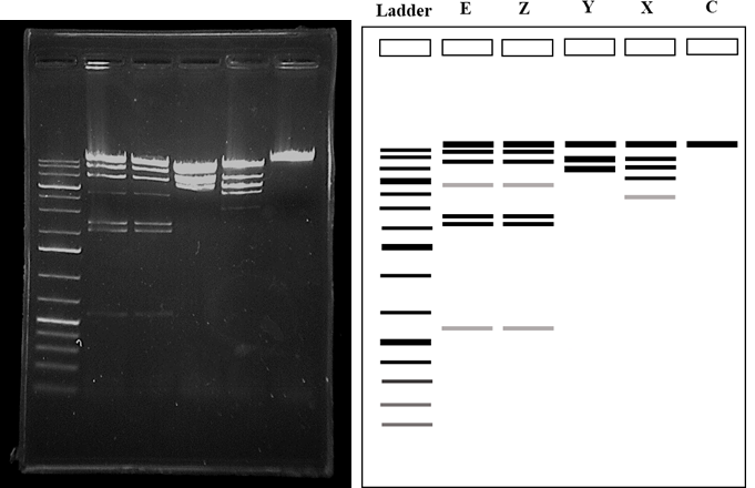 Solved Describe the DNA evidence. Write a description of the | Chegg.com