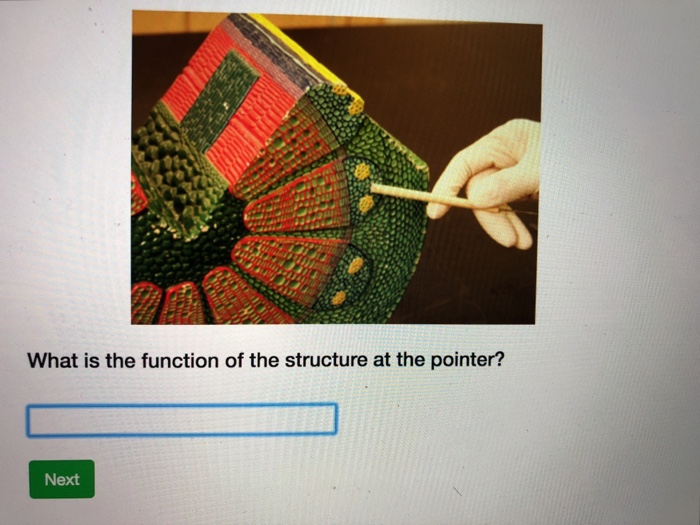 Solved What is the function of the structure at the pointer? | Chegg.com