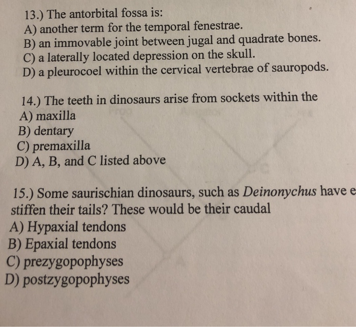 Solved 13.) The antorbital fossa is: A) another term for the | Chegg.com