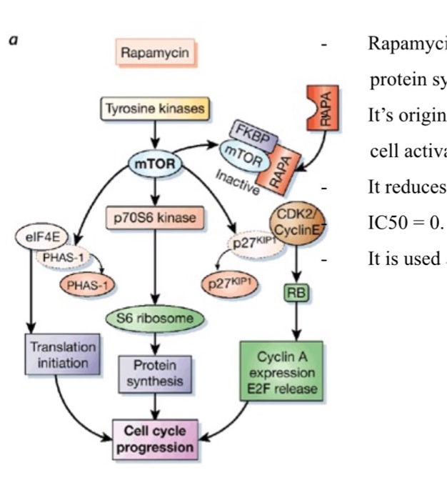 Solved Rapamyc protein sy It's origin cell activa It reduces | Chegg.com