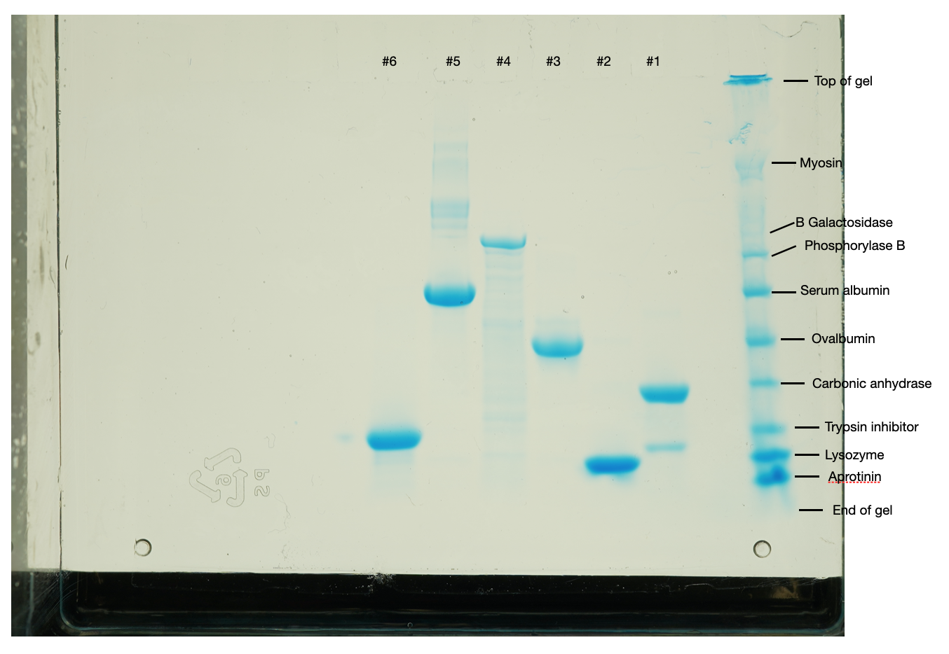 Solved plot the Log MW vs Rf of the standard, plot the trend | Chegg.com