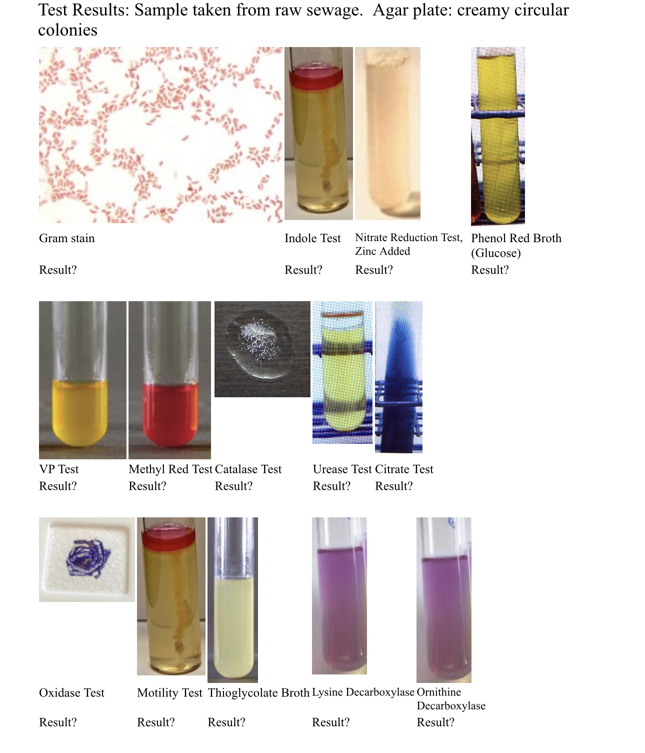 Solved Can someone please help me identify this unknown | Chegg.com