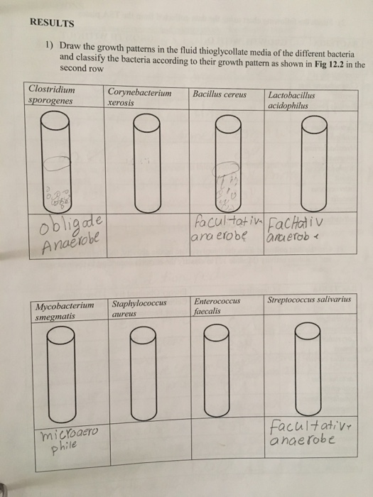 Solved RESULTS 1) Draw the growth patterns in the fluid | Chegg.com