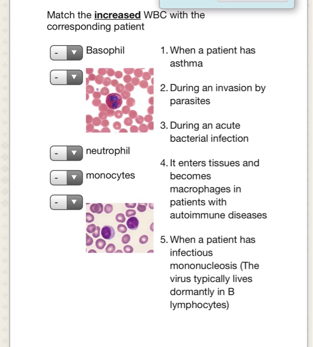 Solved Match the increased WBC with the corresponding | Chegg.com