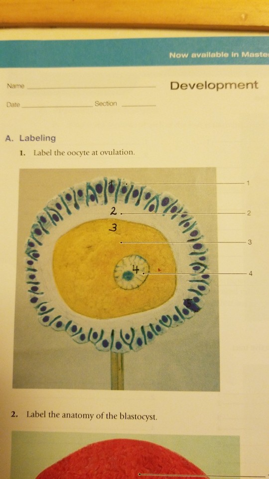 Solved Now available in Master Name Development Section Date | Chegg.com