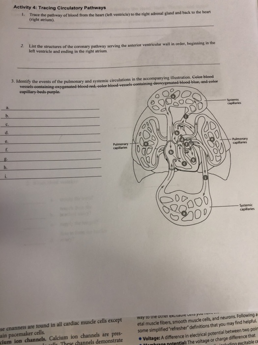 Solved Activity 4: Tracing Circulatory Pathways 1. Trace the | Chegg.com