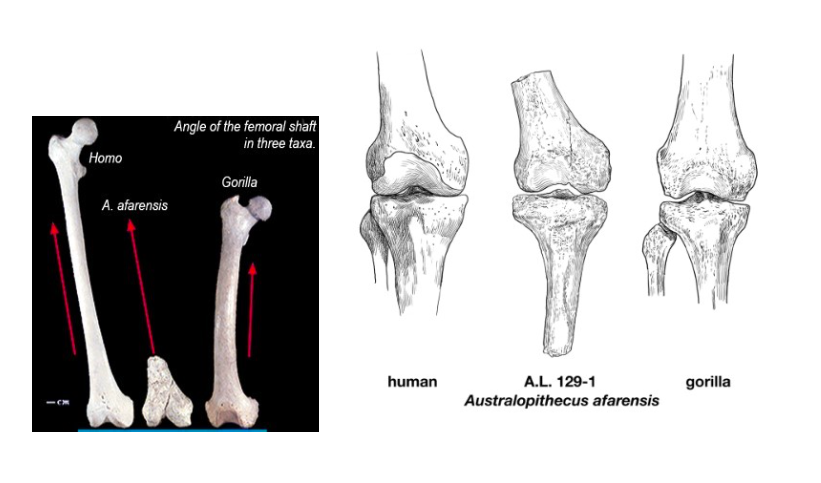 Solved Australopithecus afarensis/Station 2: The Knee and | Chegg.com