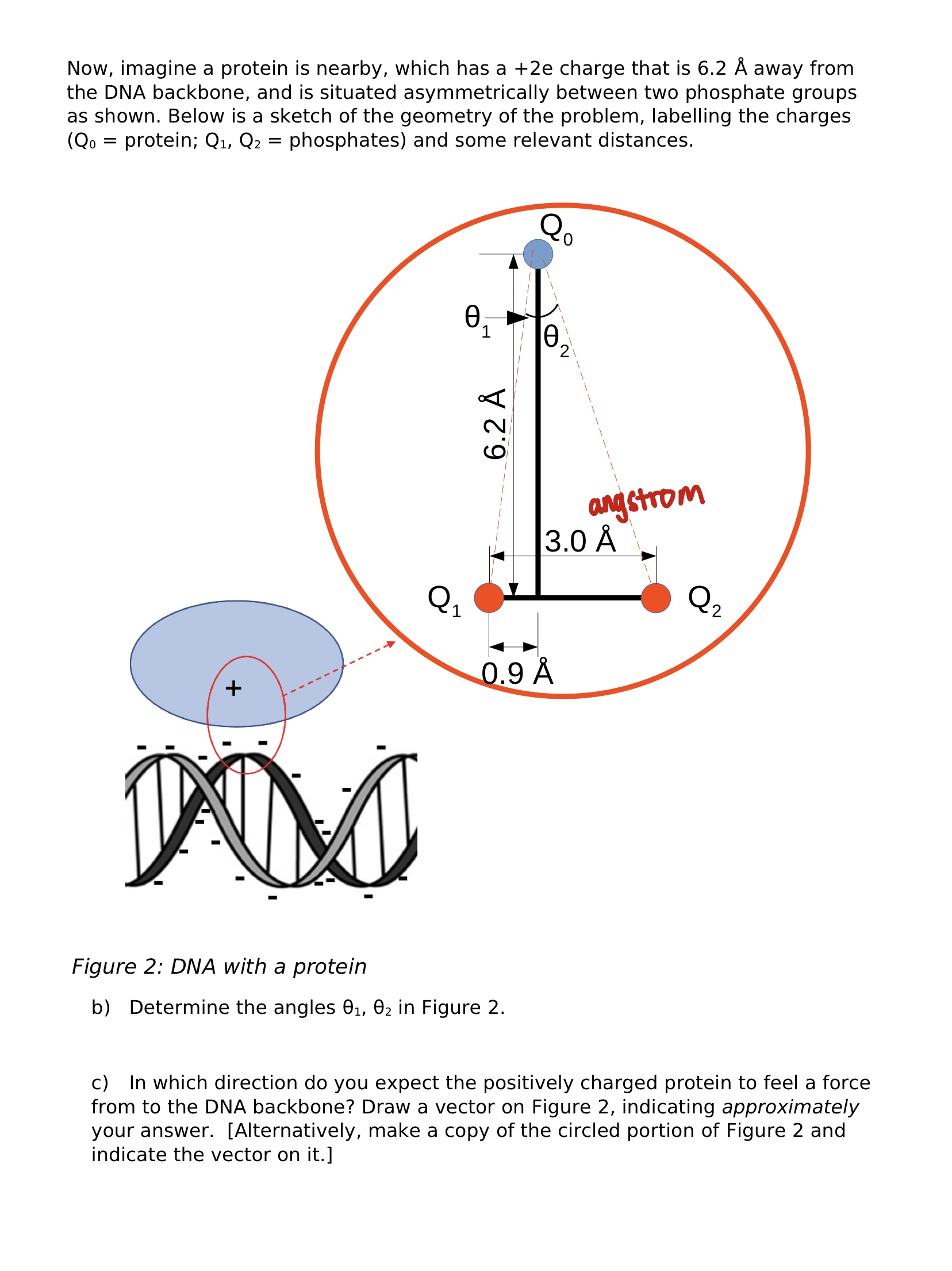 Solved The backbone of DNA is highly negatively charged. | Chegg.com