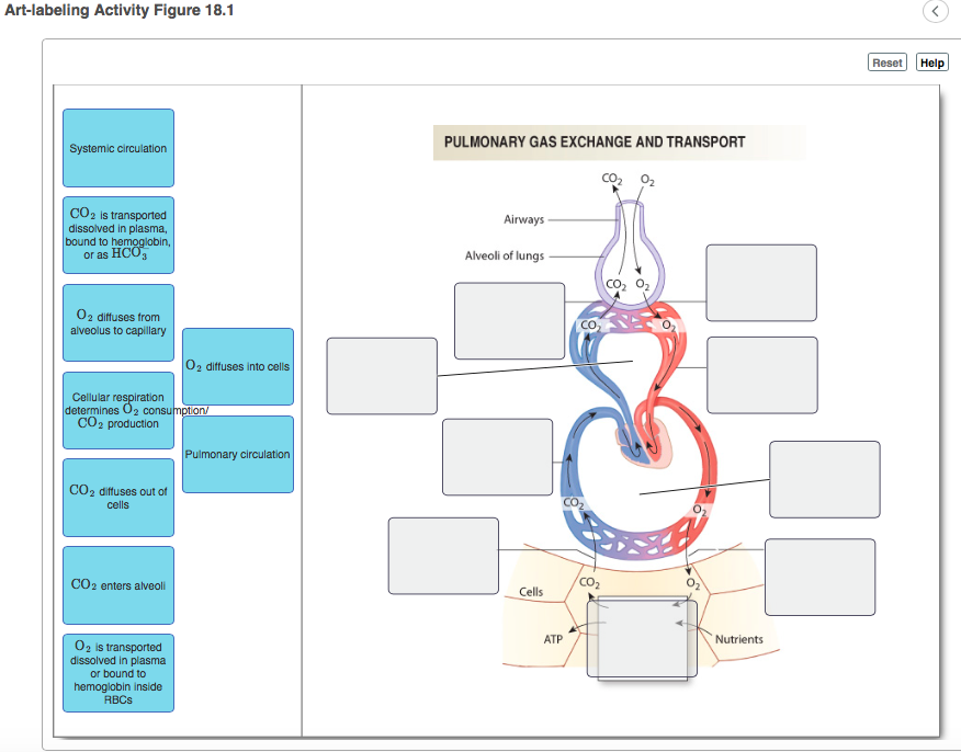Solved Art-labeling Activity Figure 18.1 ResetHelp PULMONARY | Chegg.com