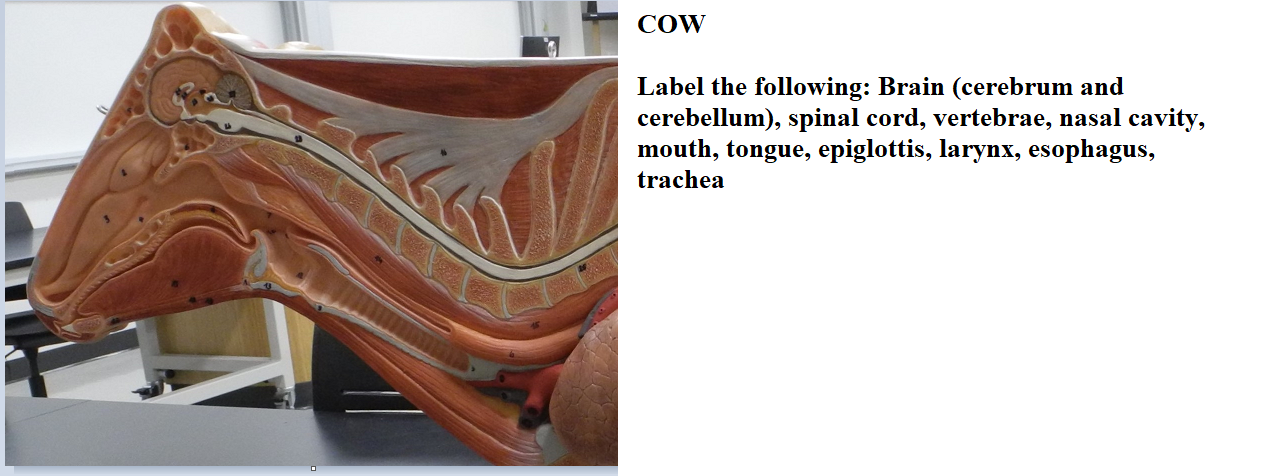 Solved COW Label the following: Brain (cerebrum and | Chegg.com