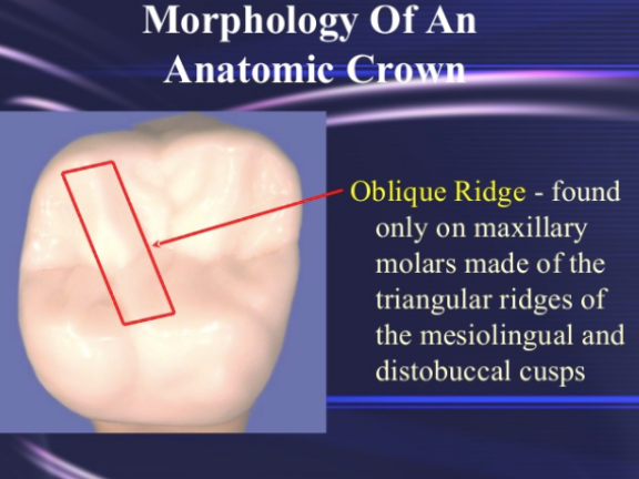 Transverse Ridges Teeth