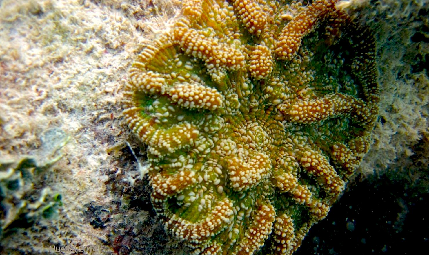 Solved Am2012 ue el 2014 Huettel 2012 | Chegg.com