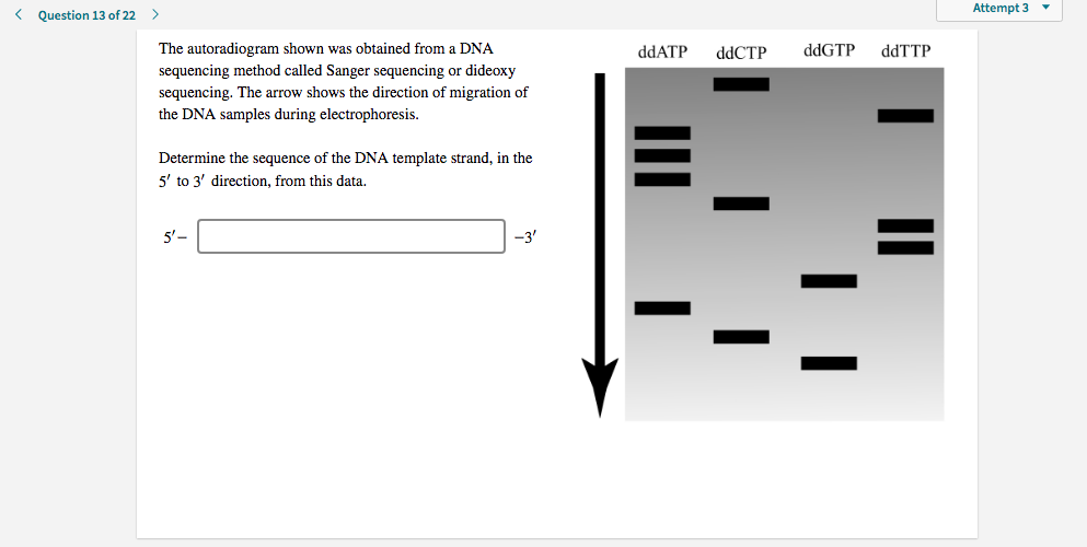 Solved Attempt 3 - Question 13 of 22 > ddATP ddCTP ddGTP | Chegg.com