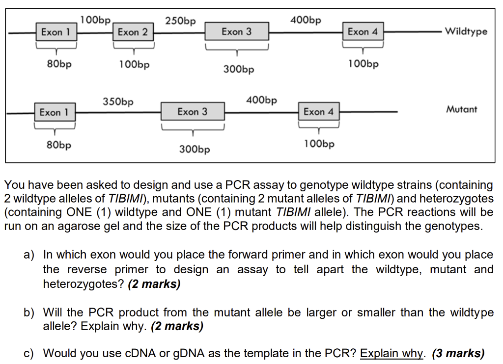 Solved Below is a diagram of the TIBIMI gene. The wildtype | Chegg.com