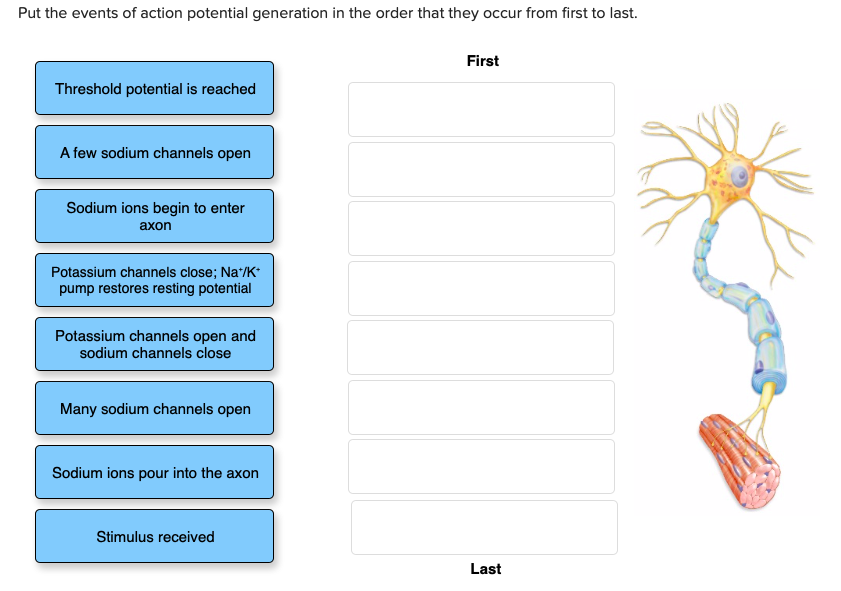 Solved Put the events of action potential generation in the | Chegg.com