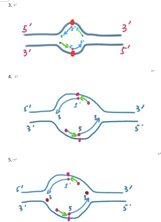 Solved The step-by-step sequential events of DNA synthesis | Chegg.com