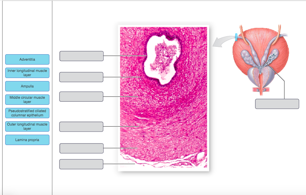 Solved Adventitia Inner longitudinal muscle layer Ampulla | Chegg.com