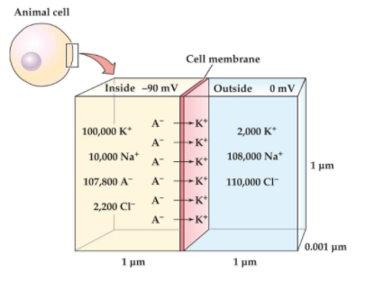 Solved The figure shows that the membrane potential results | Chegg.com
