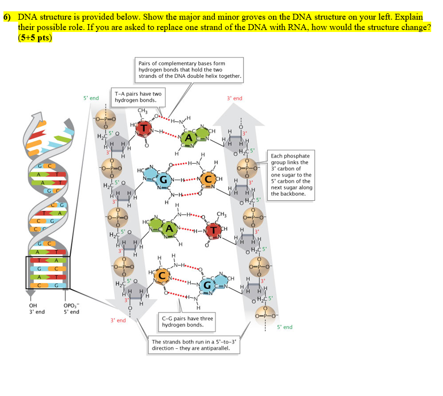 Solved 6) DNA structure is provided below. Show the major | Chegg.com