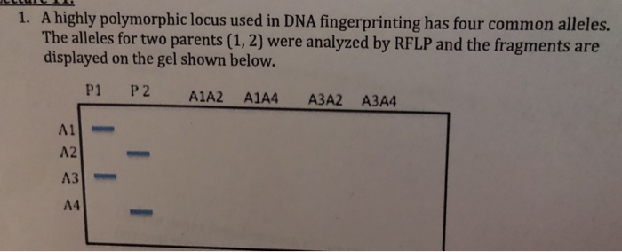 Solved 1. A highly polymorphic locus used in DNA | Chegg.com