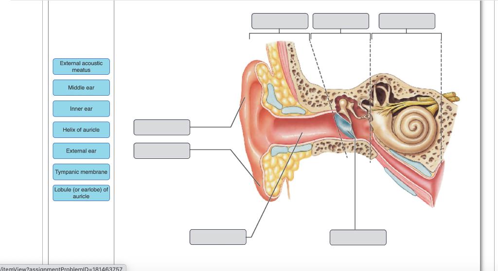 Solved External acoustic meatus Middle ear Inner ear Helix | Chegg.com