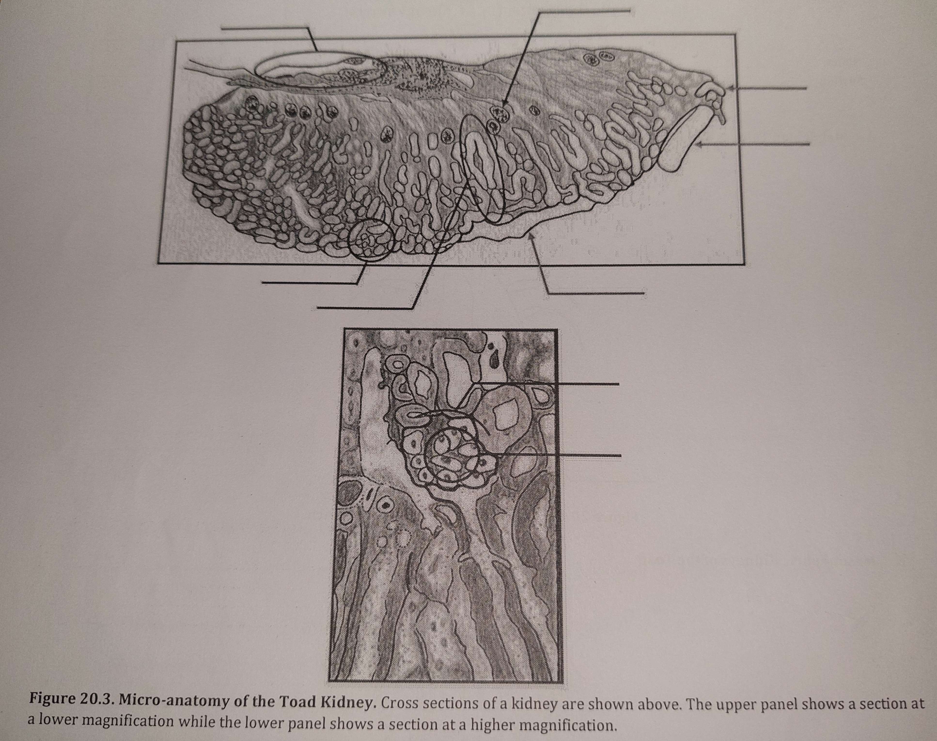 Solved Label the micro anatomy of a toad kidney. | Chegg.com