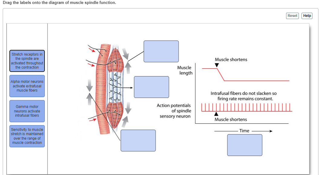 Drag The Labels Onto The Diagram Of Muscle Spindle Fu - vrogue.co Drag The Labels Onto The Diagram Of Muscle Spindle Fu - vrogue.co