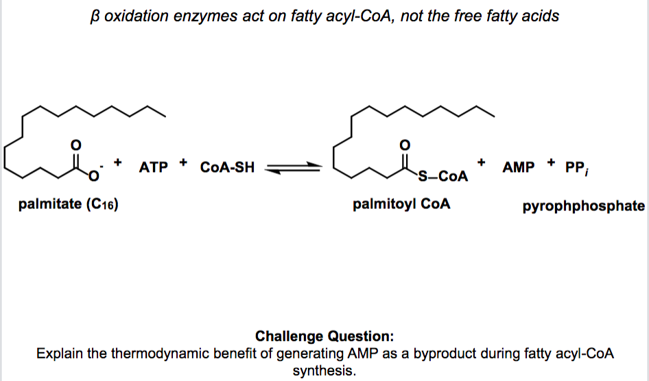 Solved B oxidation enzymes act on fatty acyl-CoA, not the | Chegg.com
