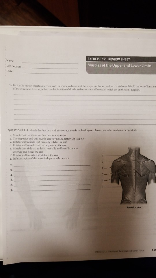 Solved Name EXERCISE 12 REVIEW SHEET Muscles of the Upper | Chegg.com