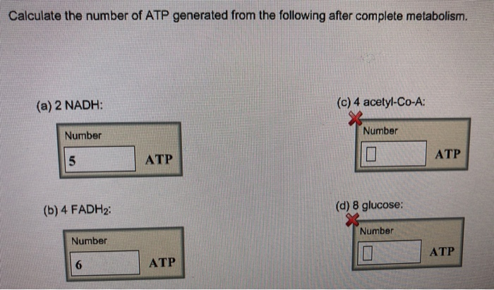 Solved Calculate the number of ATP generated from the | Chegg.com