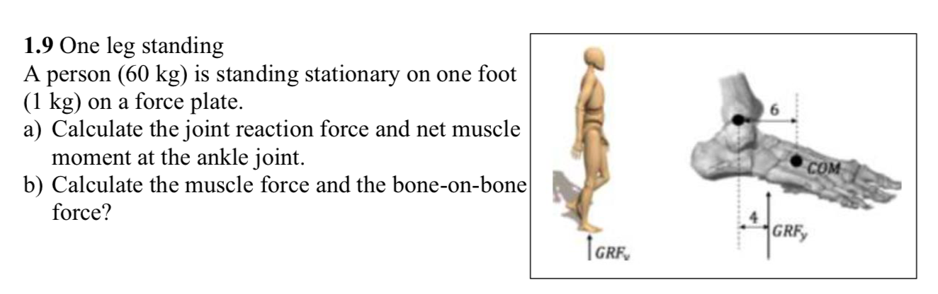 Solved 1.9 One leg standing A person (60 kg) is standing | Chegg.com