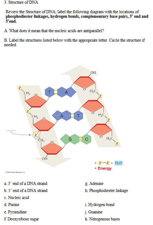 Solved 3. Structure of DNA Review the Structure of DNA label | Chegg.com