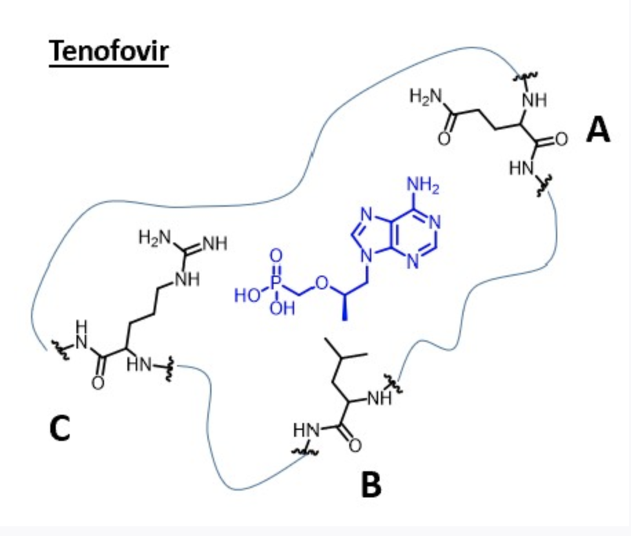 Solved Tenofovir binds into the active site of its receptor | Chegg.com