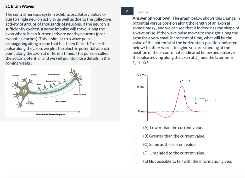 Solved S1 Brain Waves The central nervous system exhibits | Chegg.com