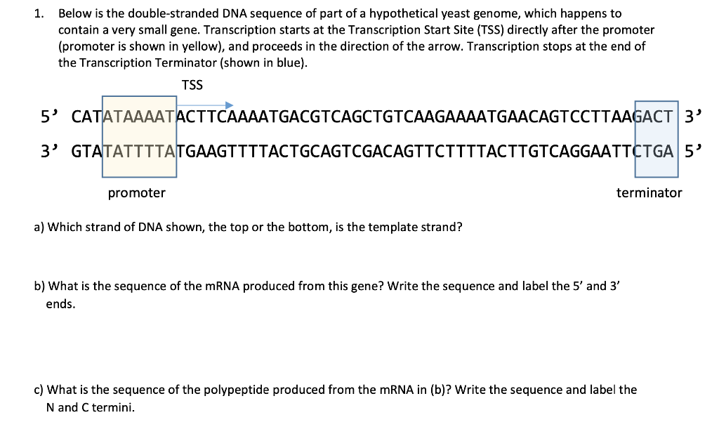 Solved 1. Below is the double-stranded DNA sequence of part | Chegg.com