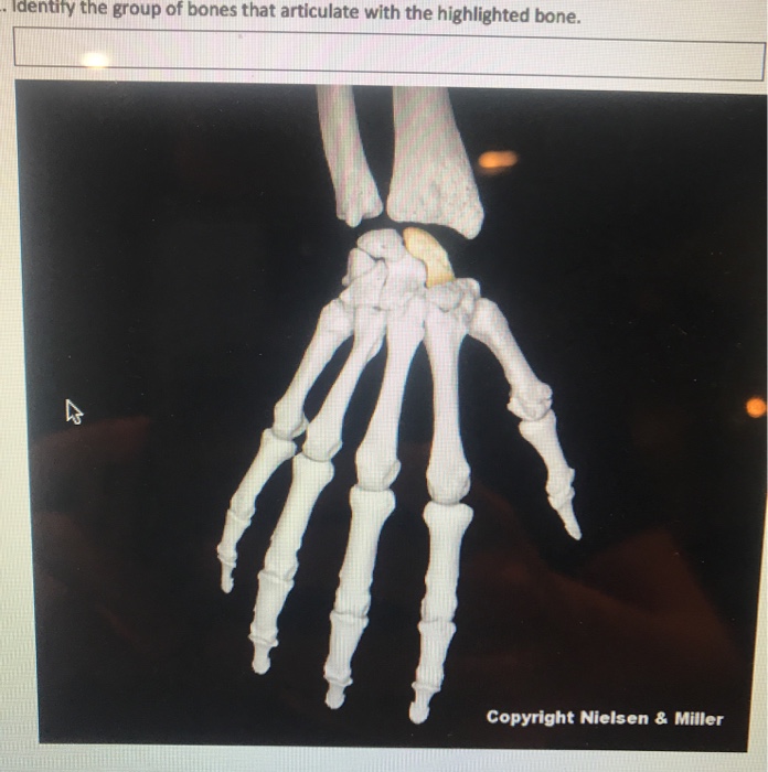 Solved entify the group of bones that articulate distally | Chegg.com