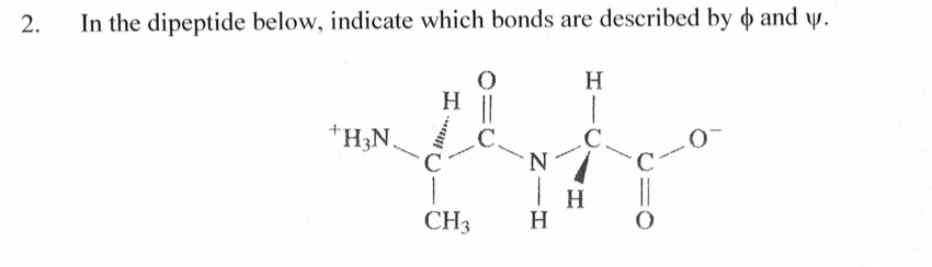 Solved 2. In the dipeptide below, indicate which bonds are | Chegg.com
