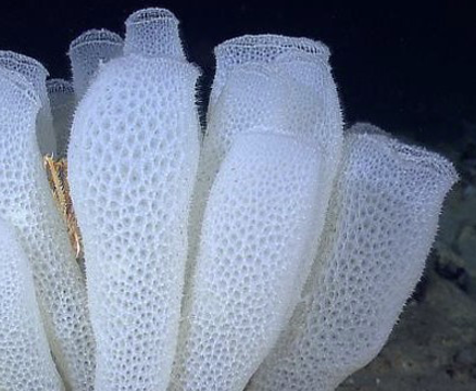 Solved 1. Besides having a sessile life, these filter | Chegg.com