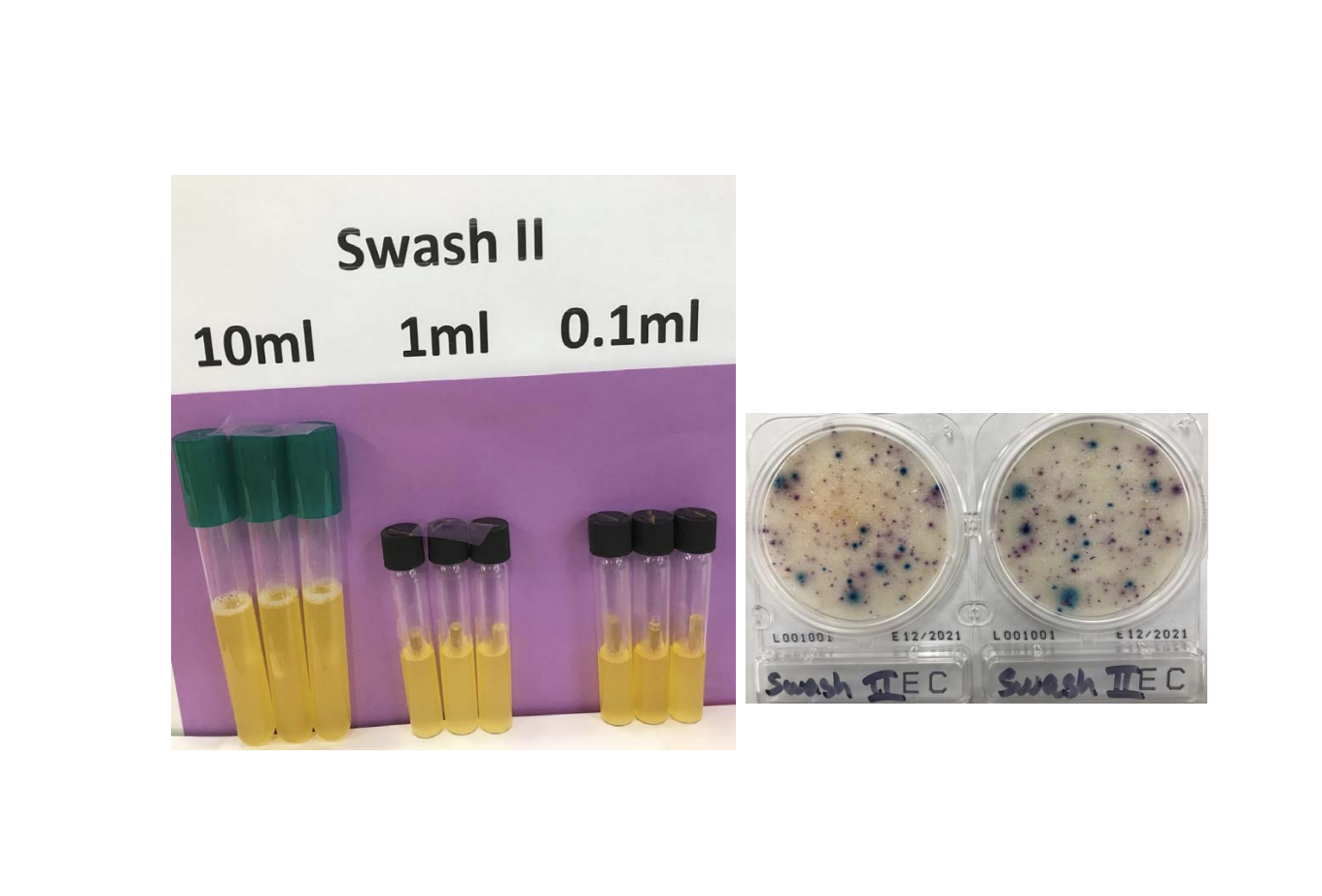 Exercise 12 7 Name: Swash water sample III Section: | Chegg.com