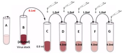 Solved 0.1ml 1.0ml 1.Oml 1.0ml 1.0ml A B с D E F G (diluted) | Chegg.com