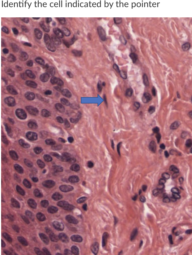 Solved Identify the cell indicated by the pointer Identify | Chegg.com