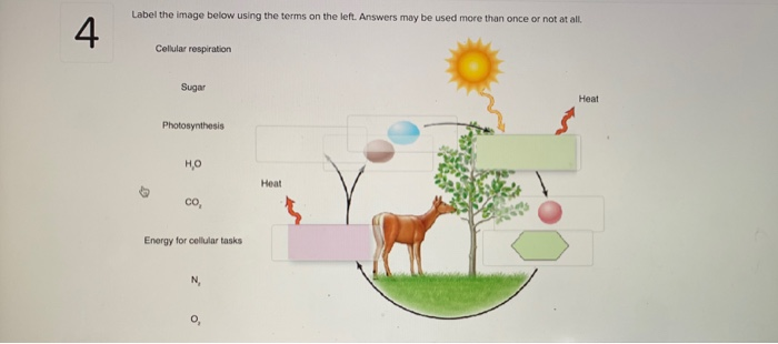 Solved Label the image below using the terms on the left. | Chegg.com