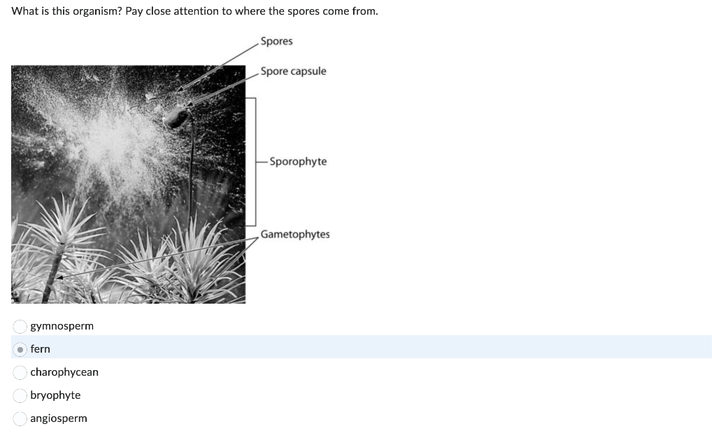 Solved What is this organism? Pay close attention to where | Chegg.com