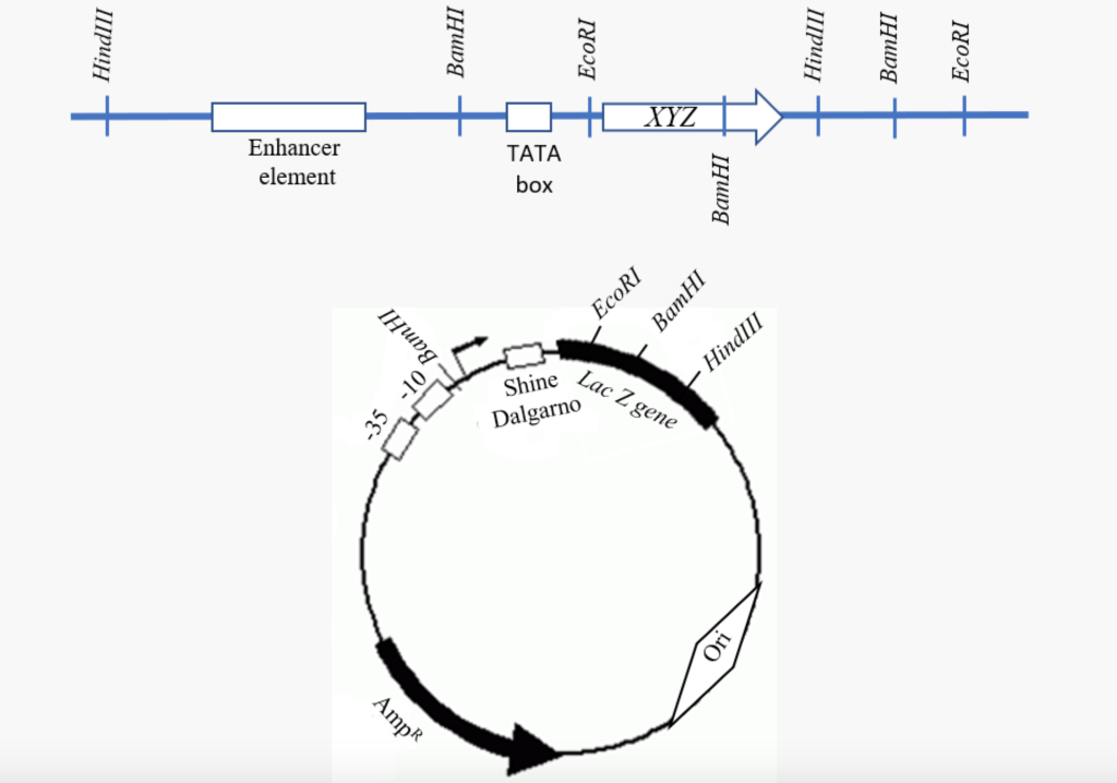 Solved 2. Every nucleus in the human body has the XYZ gene | Chegg.com